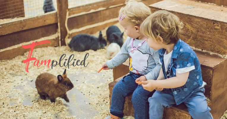 Blessington Farms: Farm Funland! - Houston